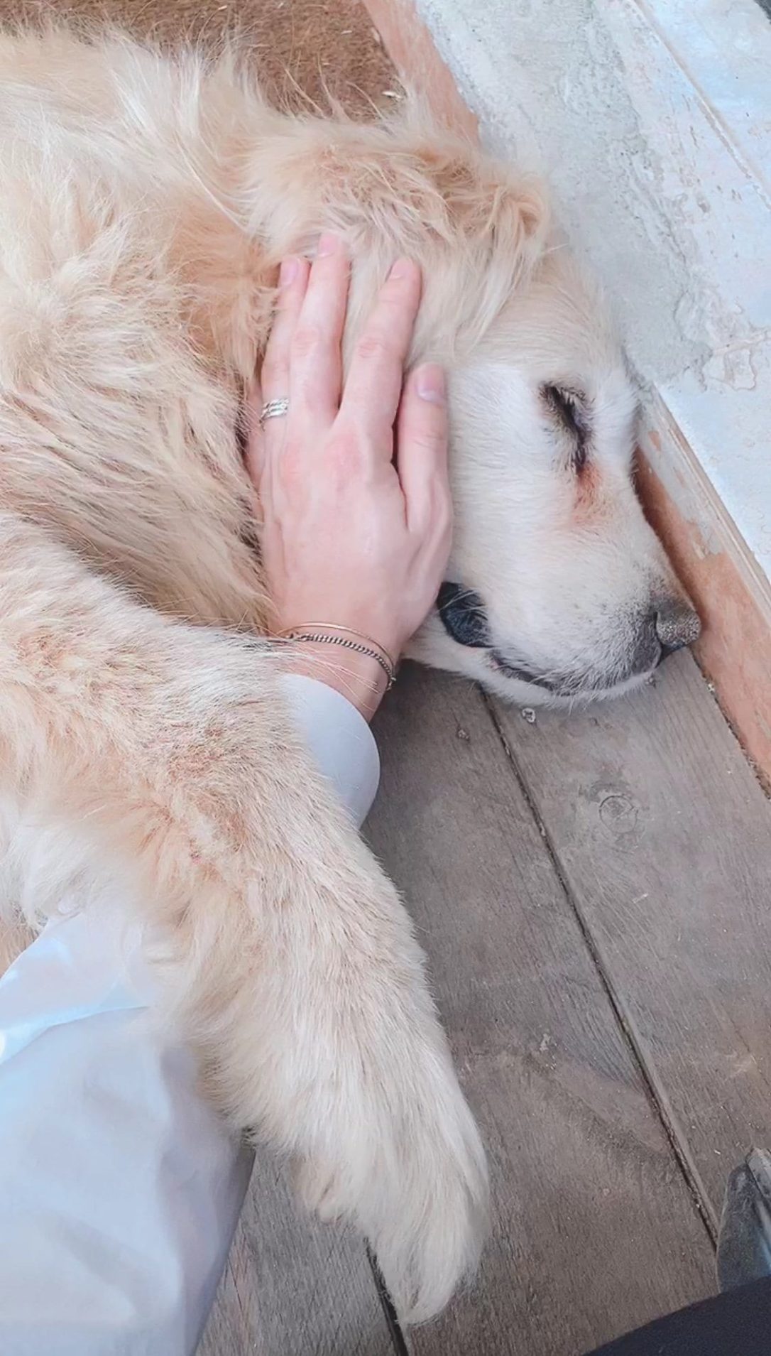 BTS's Jimin Practices Social Distancing With an Adorable Puppy - ZAPZEE ...