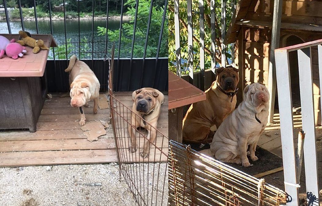 Some Netizens Raised Questions of Animal Abuse Against G-Dragon ...